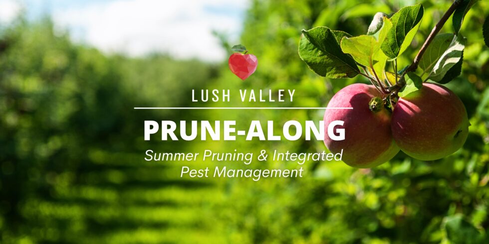 New Branch of Prune-Along - LUSH